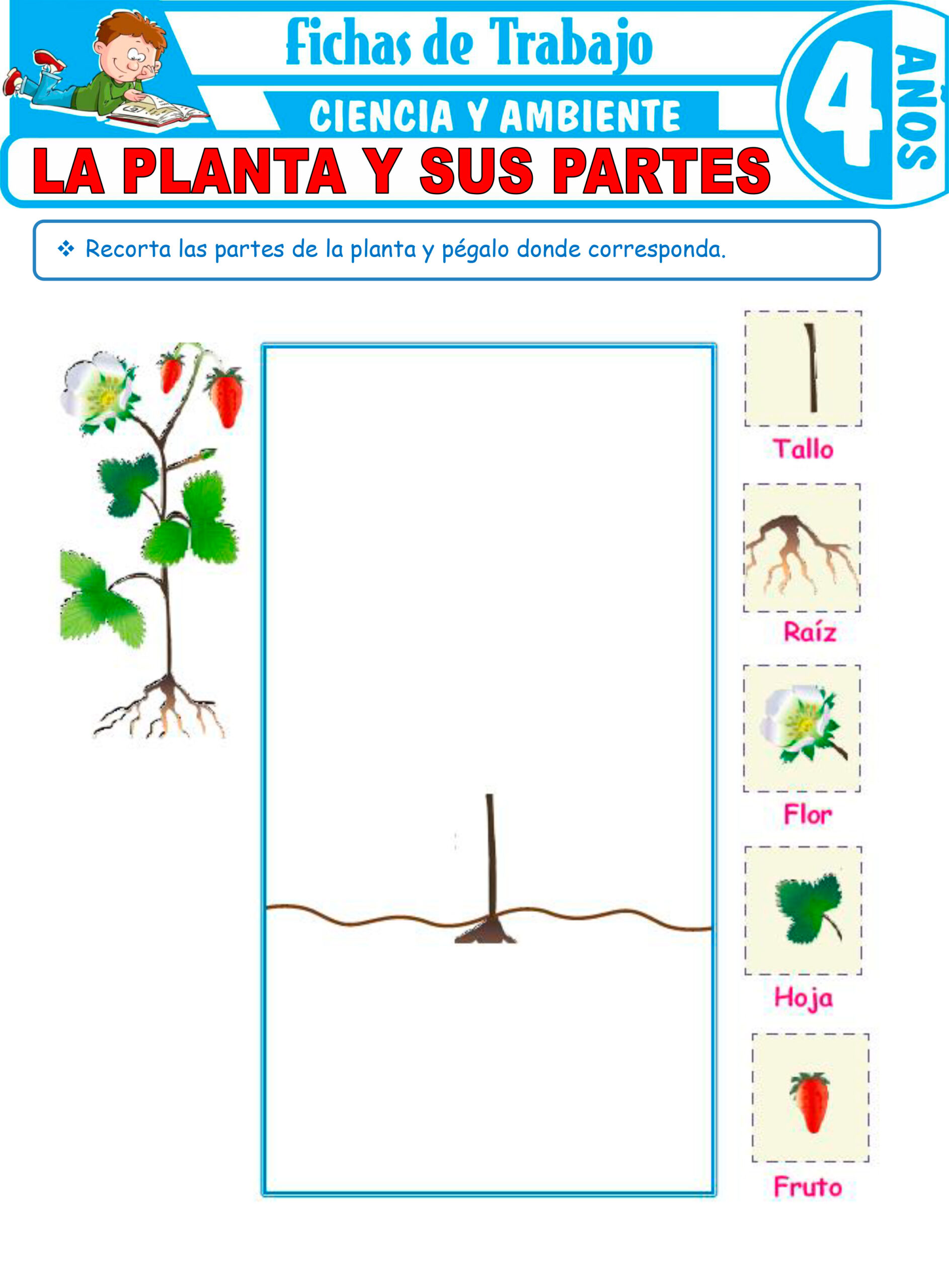 Partes De Una Hoja Para Niños